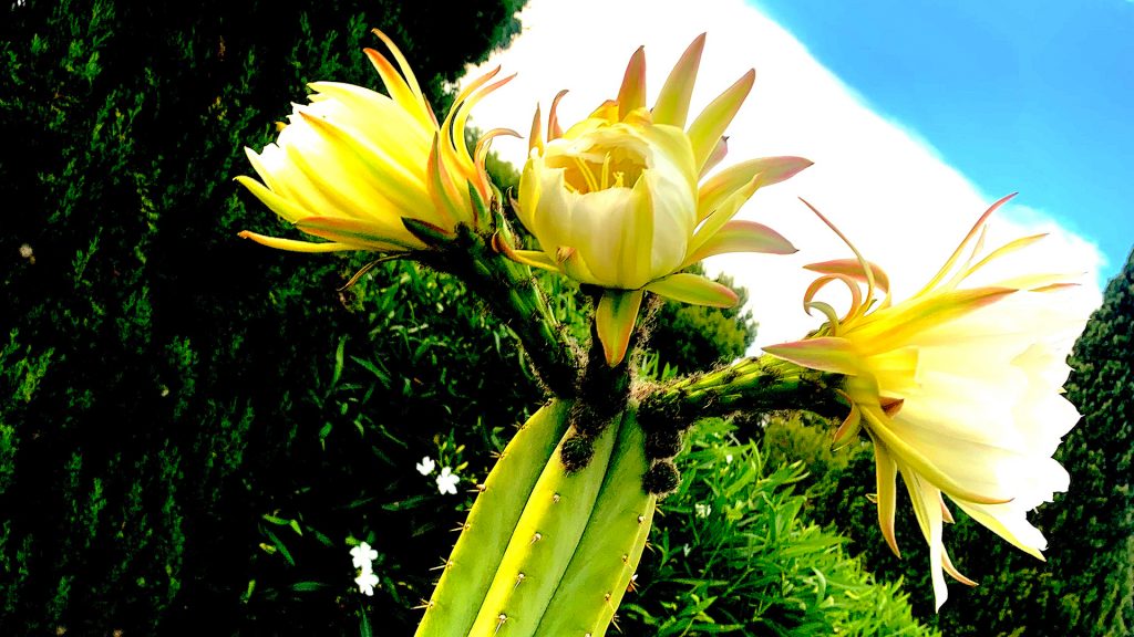 GDS2022: Spikey, succulent psychedelics; San Pedro and Peyote, the ...